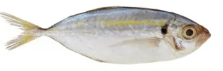 Kunning Fish – FisherBoy